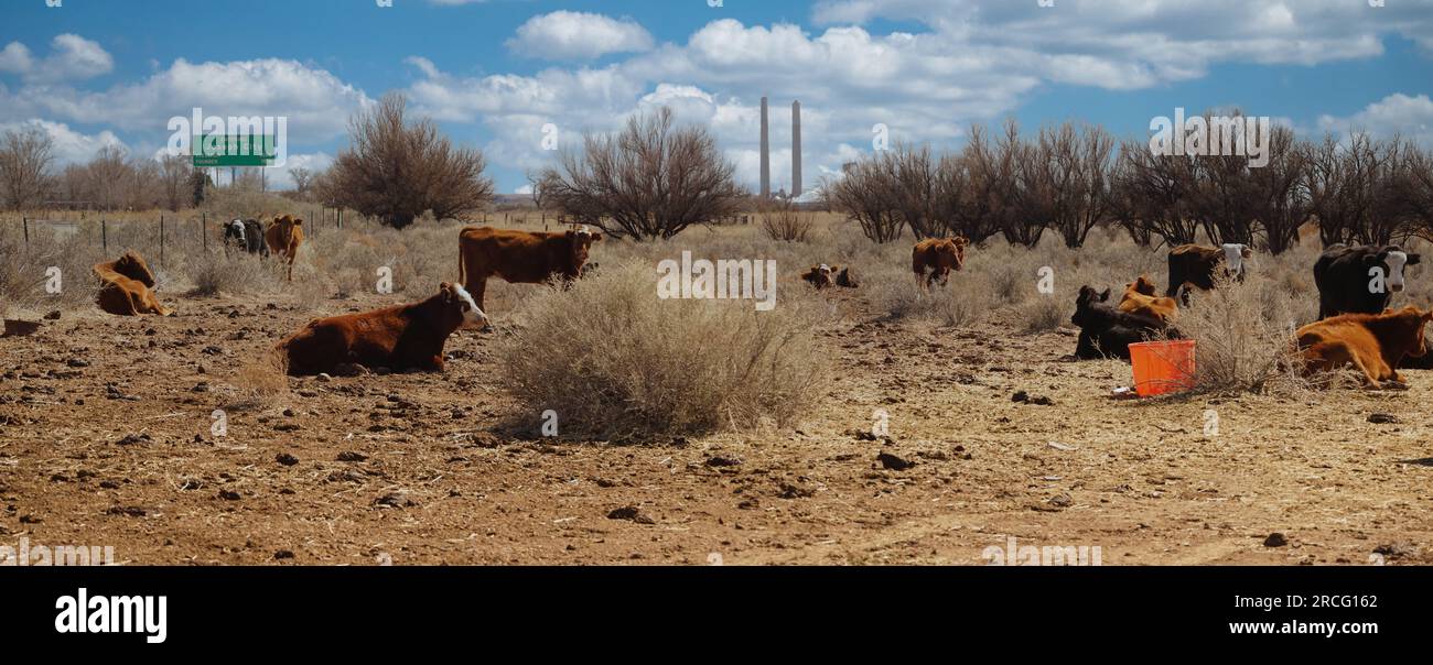 Cattle in Joseph City, Arizona, USA Stock Photo - Alamy