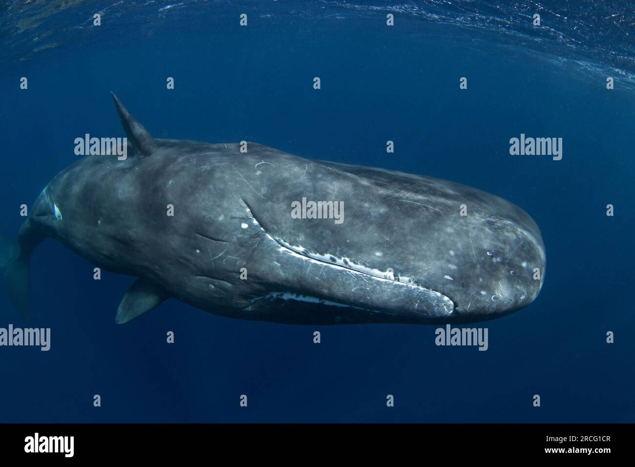 sperm whale, physeter macrocephalus, Indian Ocean Stock Photo - Alamy