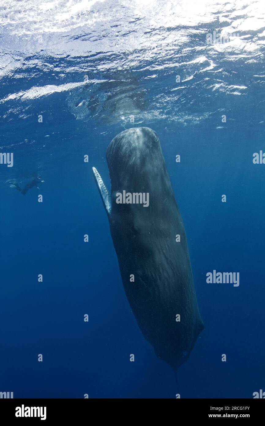 sperm whale, physeter macrocephalus, Indian Ocean Stock Photo - Alamy