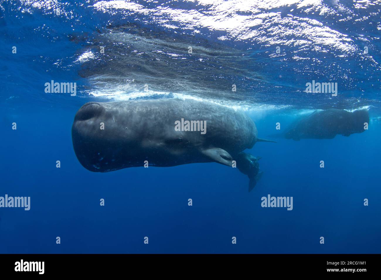 sperm whale, physeter macrocephalus, Indian Ocean Stock Photo - Alamy