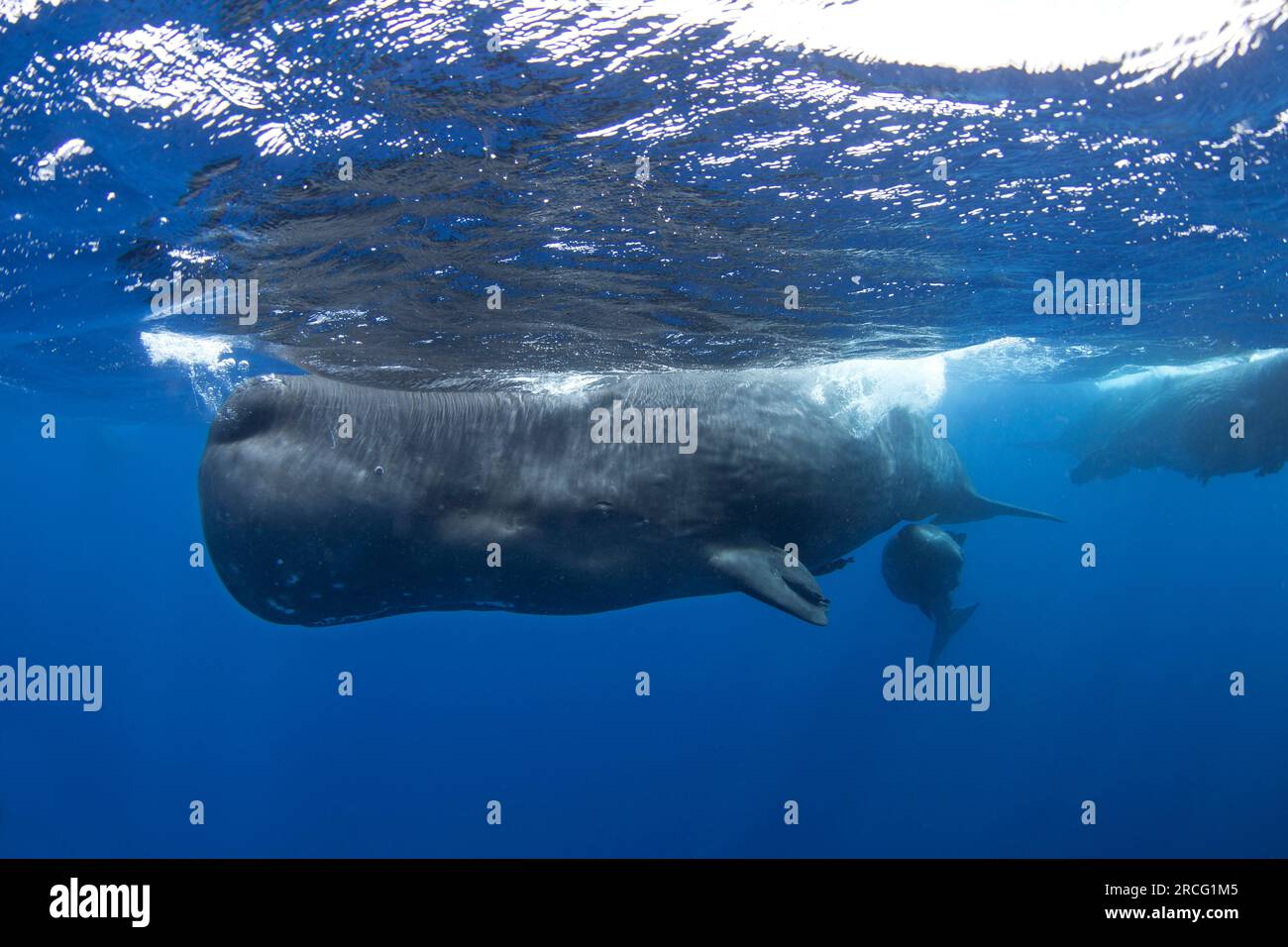 sperm whale, physeter macrocephalus, Indian Ocean Stock Photo - Alamy