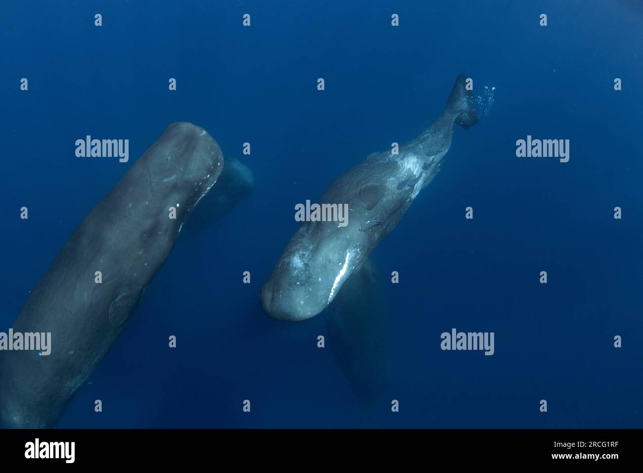 sperm whale, physeter macrocephalus, Indian Ocean Stock Photo - Alamy