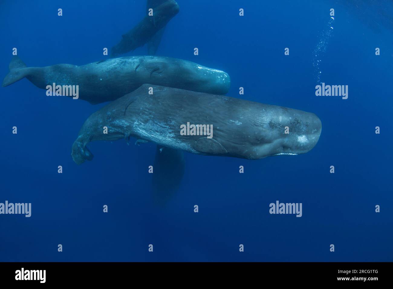 sperm whale, physeter macrocephalus, Indian Ocean Stock Photo - Alamy