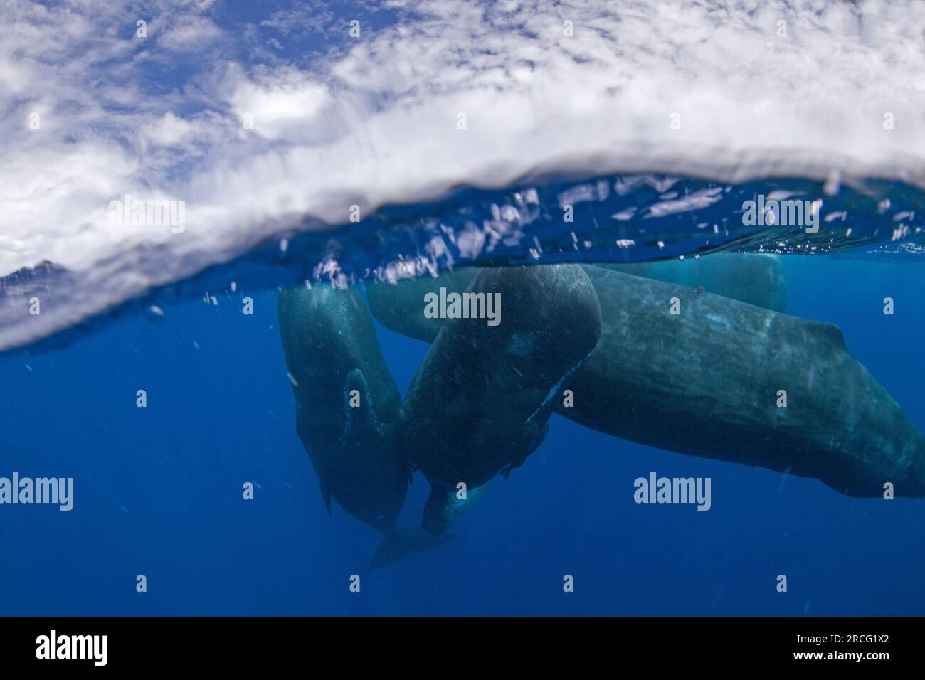 sperm whale, physeter macrocephalus, Indian Ocean Stock Photo - Alamy