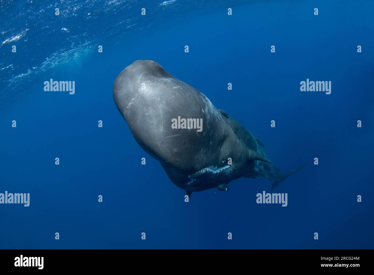 sperm whale, physeter macrocephalus, Indian Ocean Stock Photo - Alamy