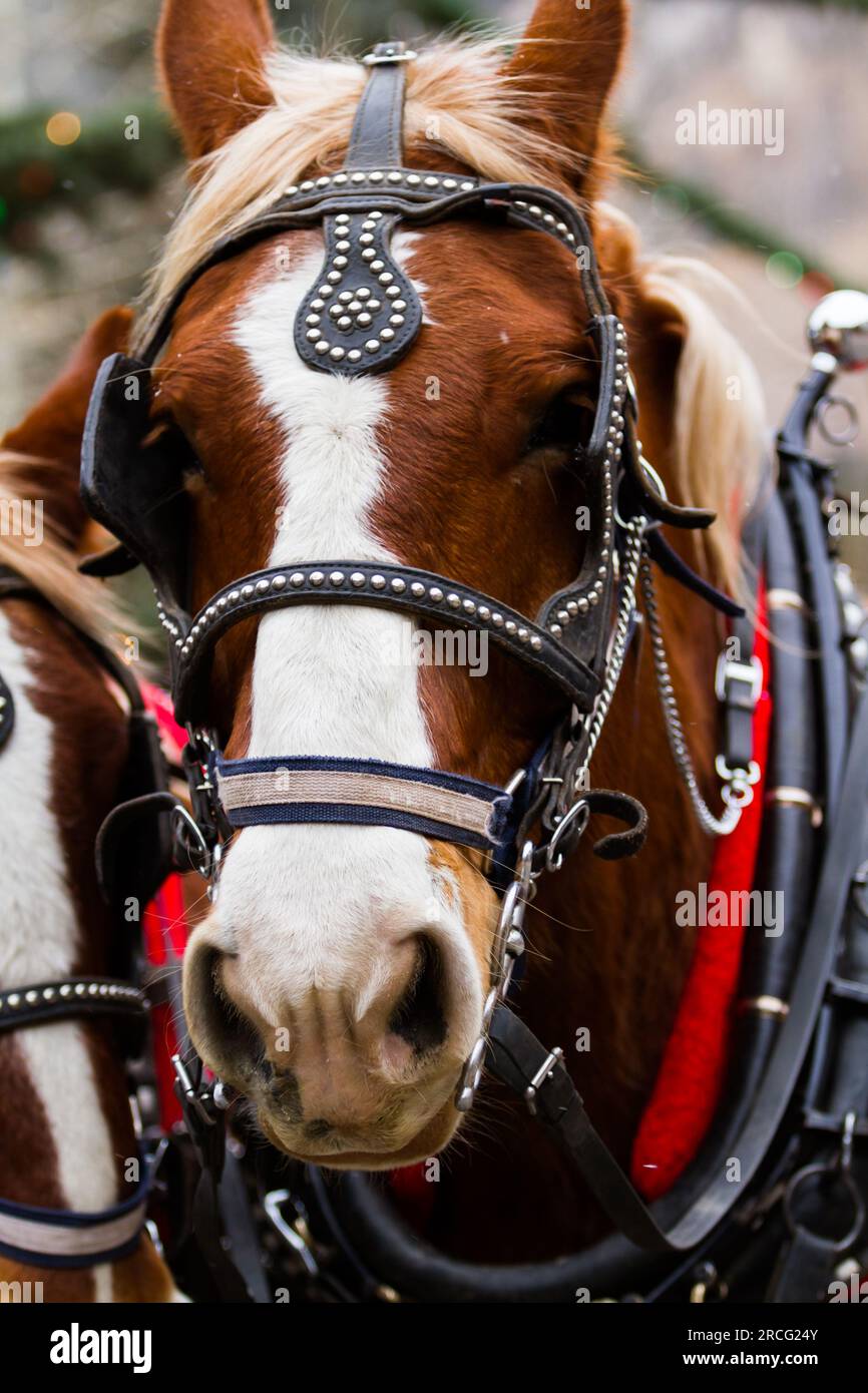 Horse-drawn wagon ride Stock Photo - Alamy