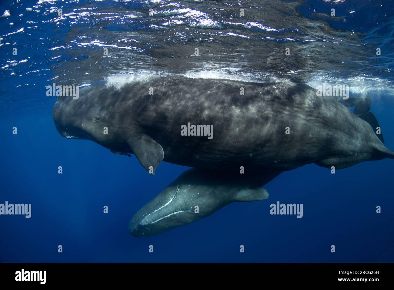 sperm whale, physeter macrocephalus, Indian Ocean Stock Photo - Alamy