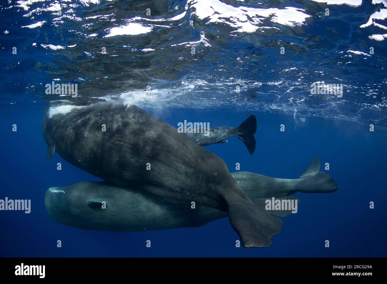 sperm whale, physeter macrocephalus, Indian Ocean Stock Photo - Alamy
