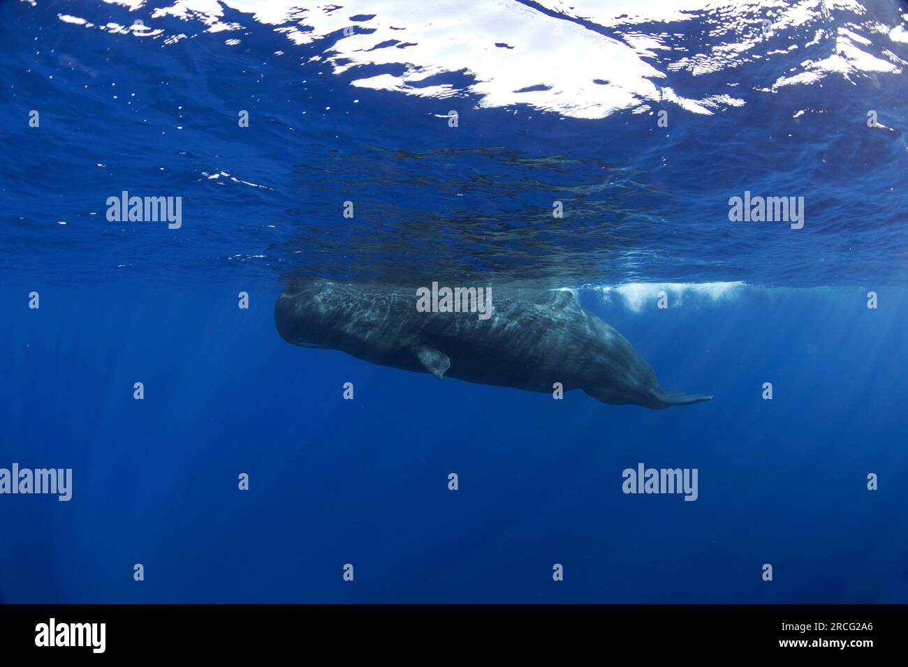 sperm whale, physeter macrocephalus, Indian Ocean Stock Photo - Alamy