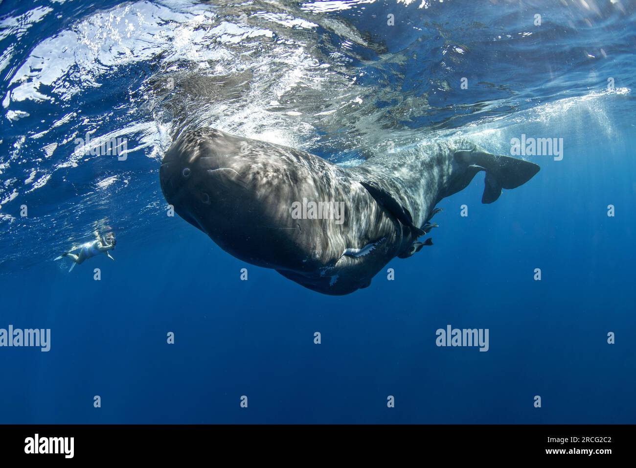 sperm whale, physeter macrocephalus, Indian Ocean Stock Photo - Alamy