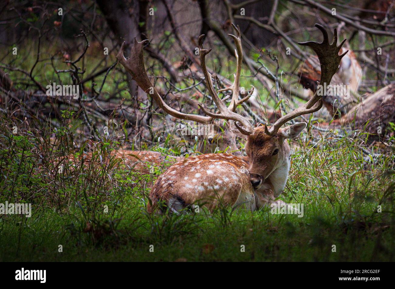 This stag is resting after leading the heard through the forests around ...
