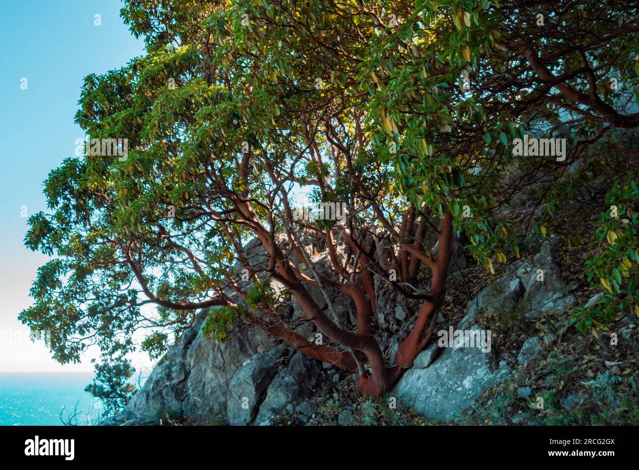 Drone image from palm trees hi-res stock photography and images - Alamy