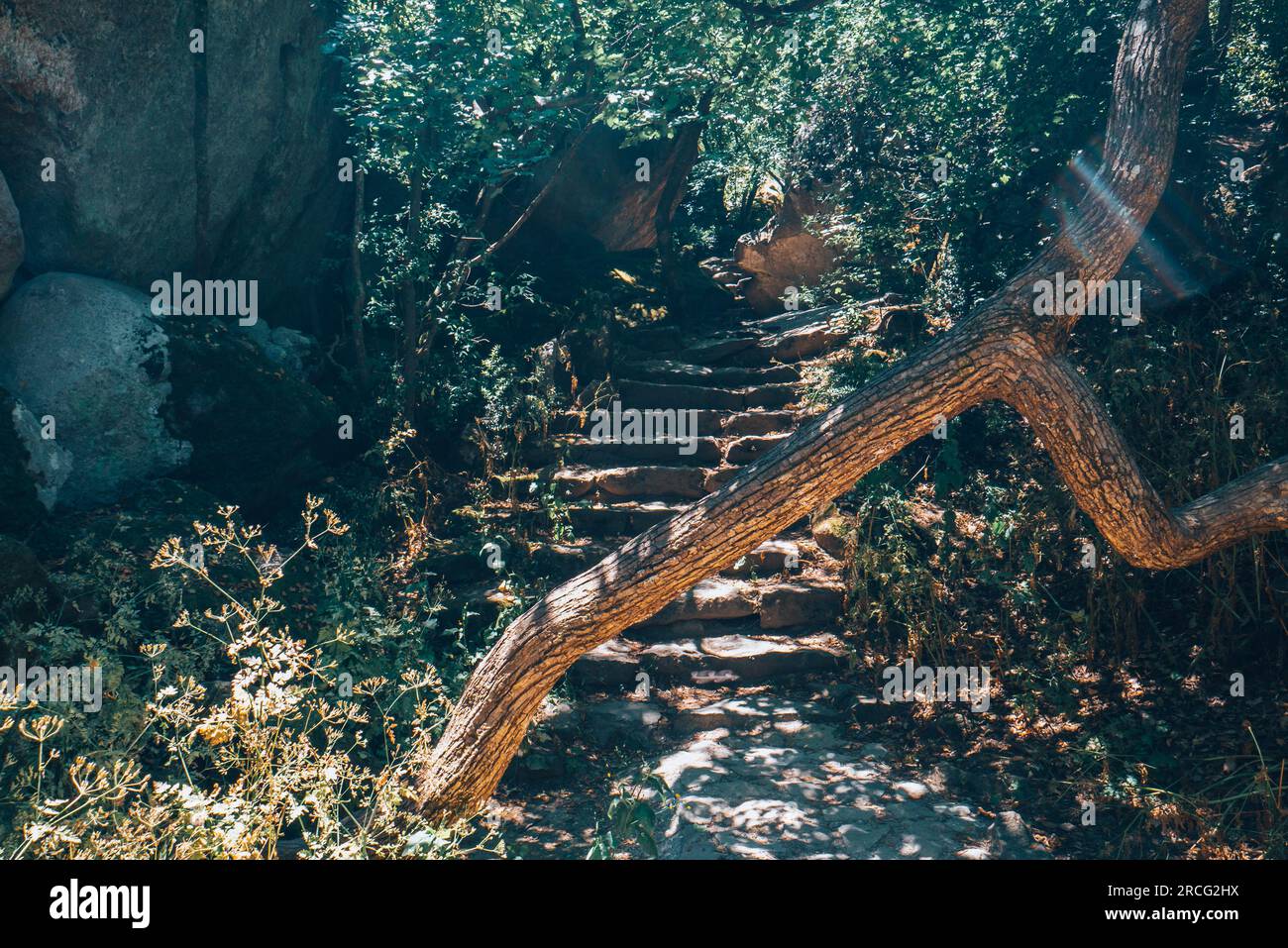 Old ancient stone stairs in nature. Steps among green grass, plants ...