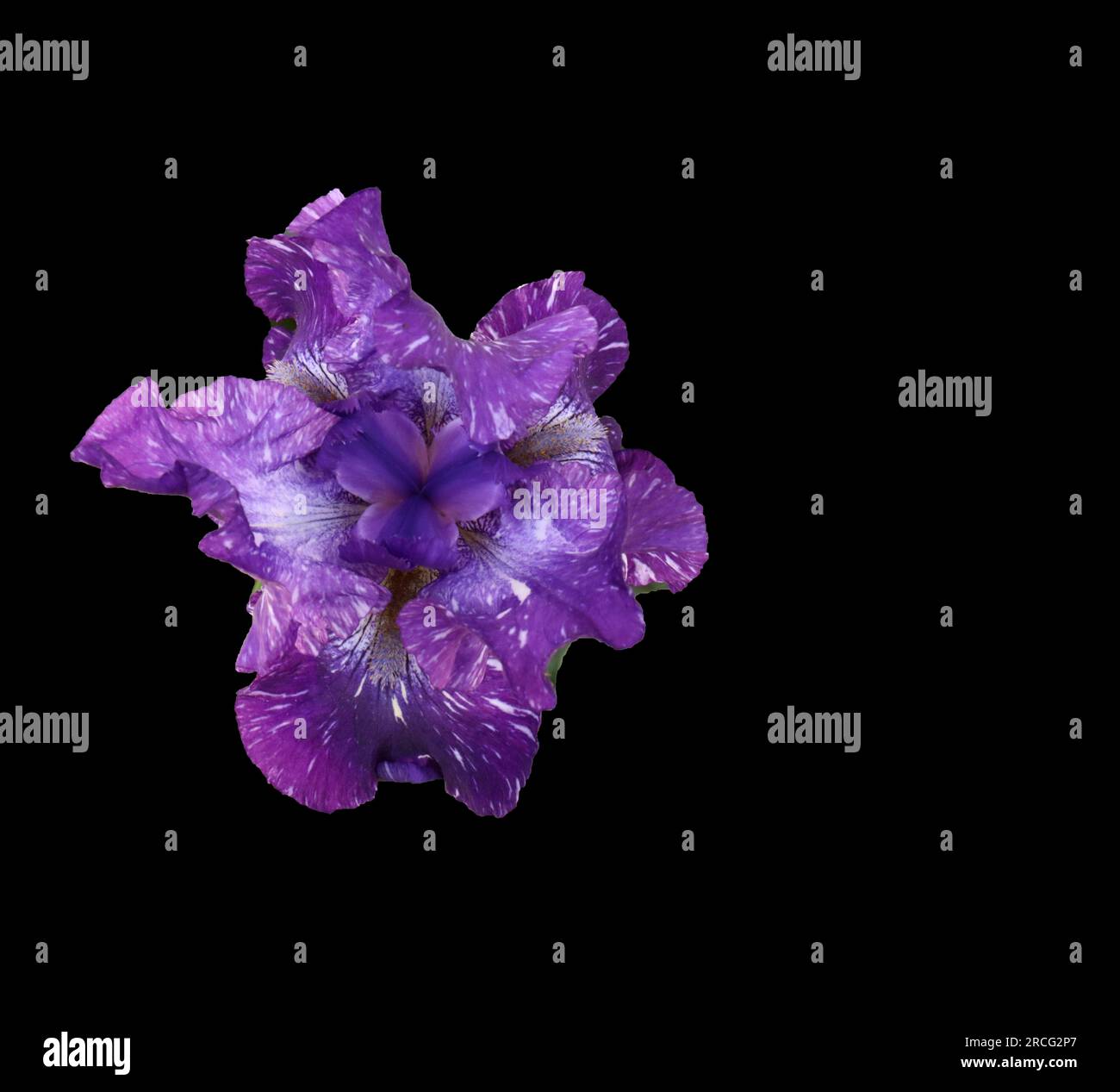 A top down view of a purple and white, double bearded Iris flower ...
