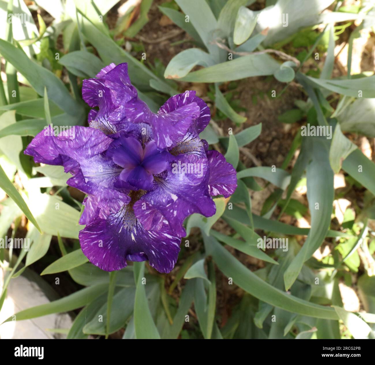 A top down view of a purple and white, double bearded Iris flower ...