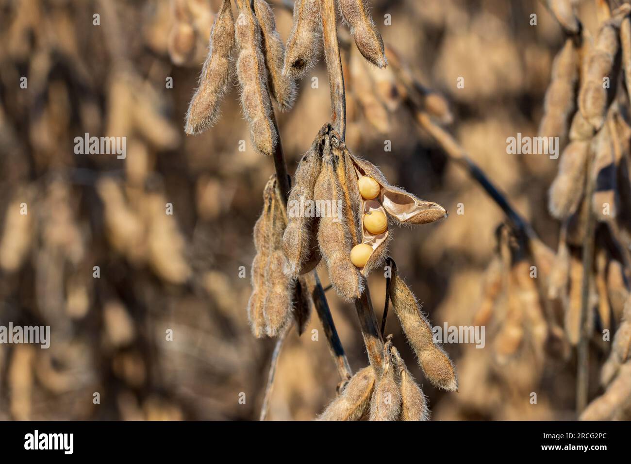 soybean pod shattering with seed in field during harvest. Drought ...