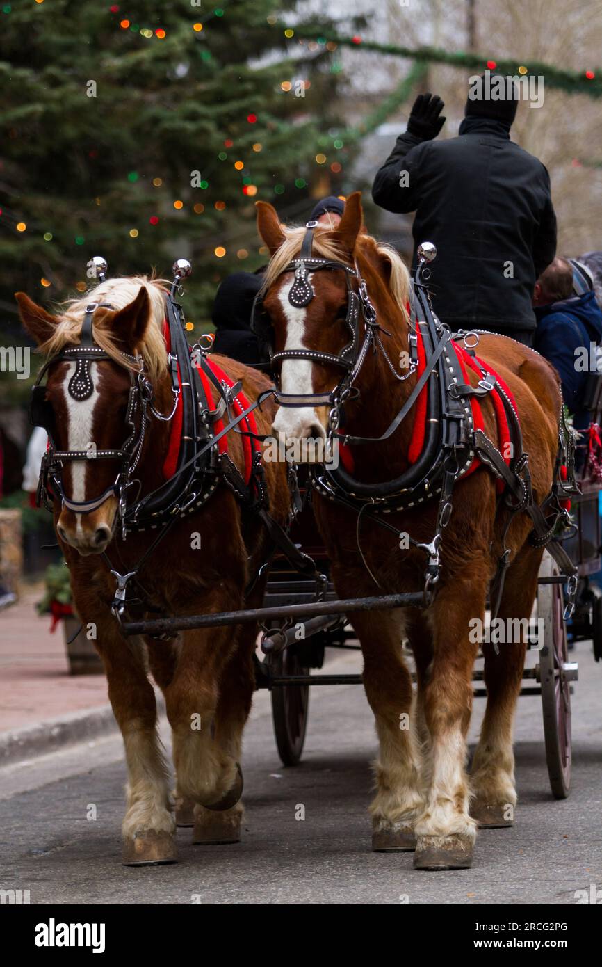 Horse-drawn wagon ride Stock Photo - Alamy