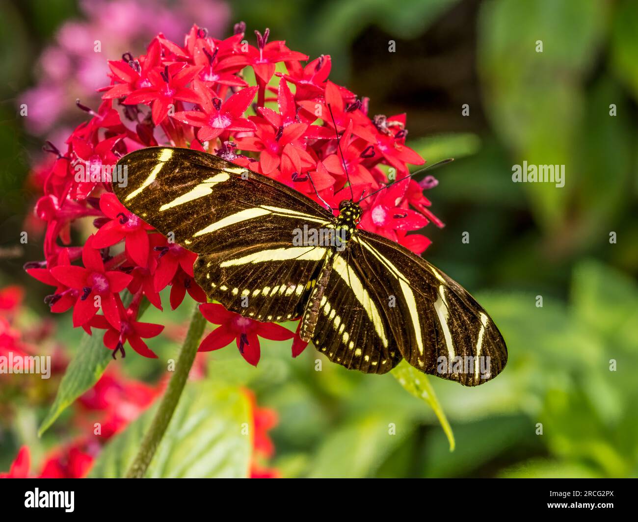 Zebra Longwing butterfly on red Starcluster flower Stock Photo - Alamy