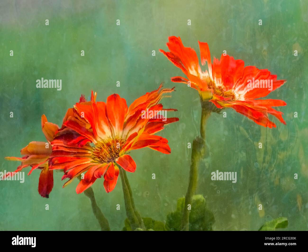 Abstract red flowers in hi-res stock photography and images - Alamy