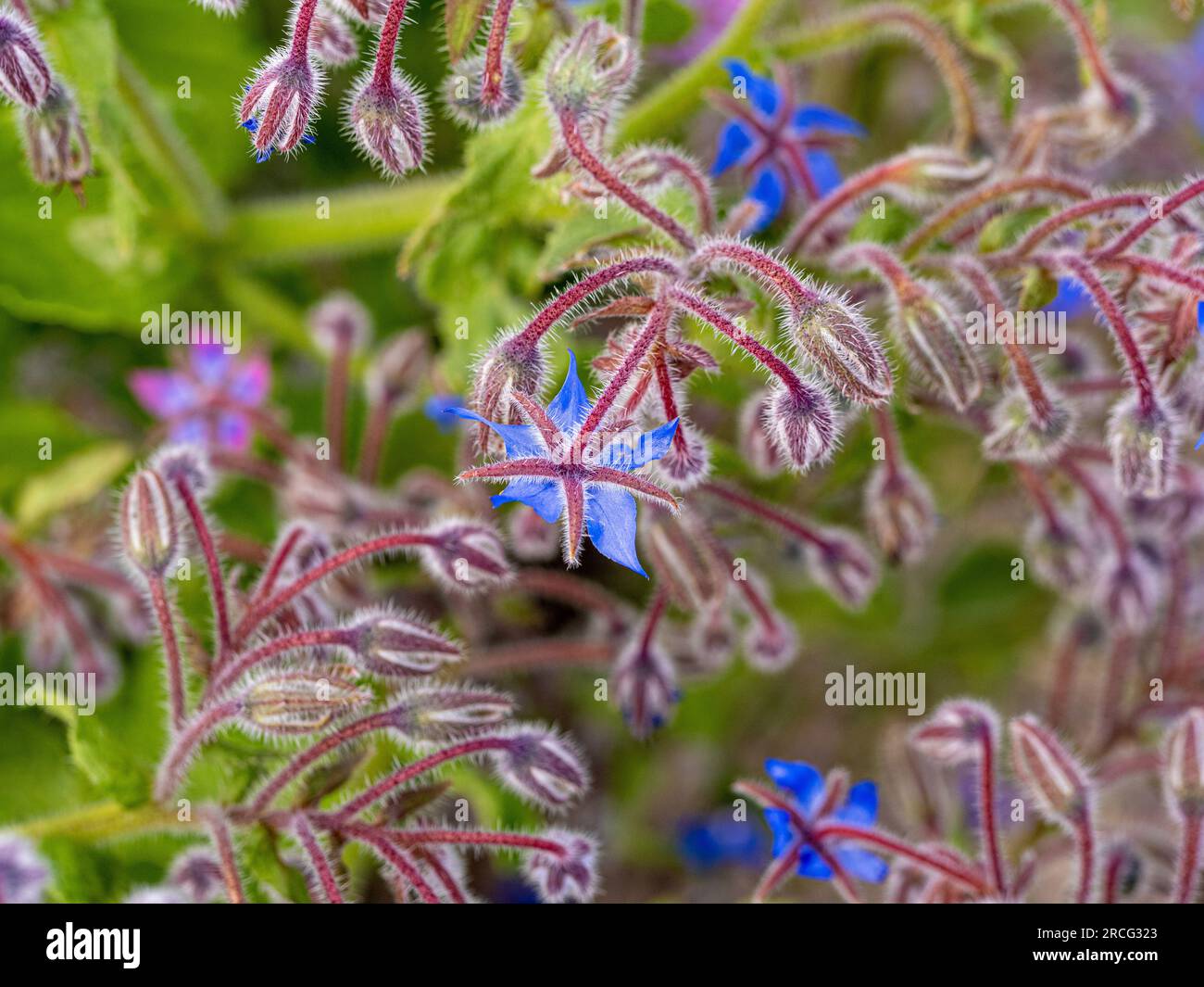 Close-up of the hairy stems, sepals, and flower buds of the herb borage ...