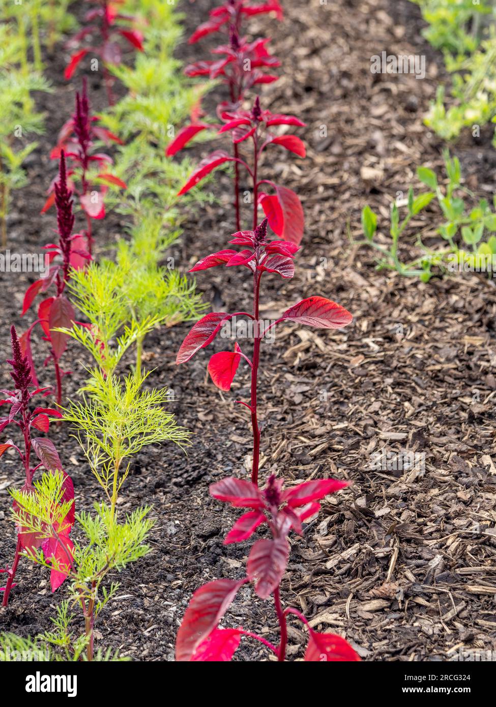 Red foliage of Amaranthus growing alongside Cosmos in a cut flower bed ...