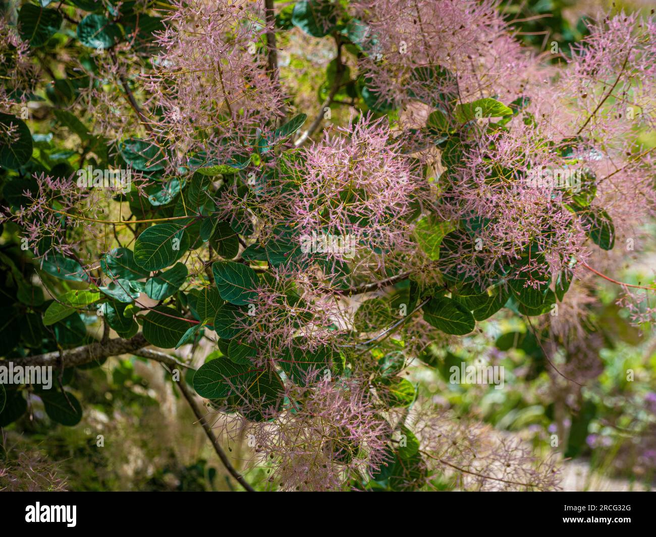 Cloud-like pink flowers of Cotinus coggygria, commonly called Pink ...