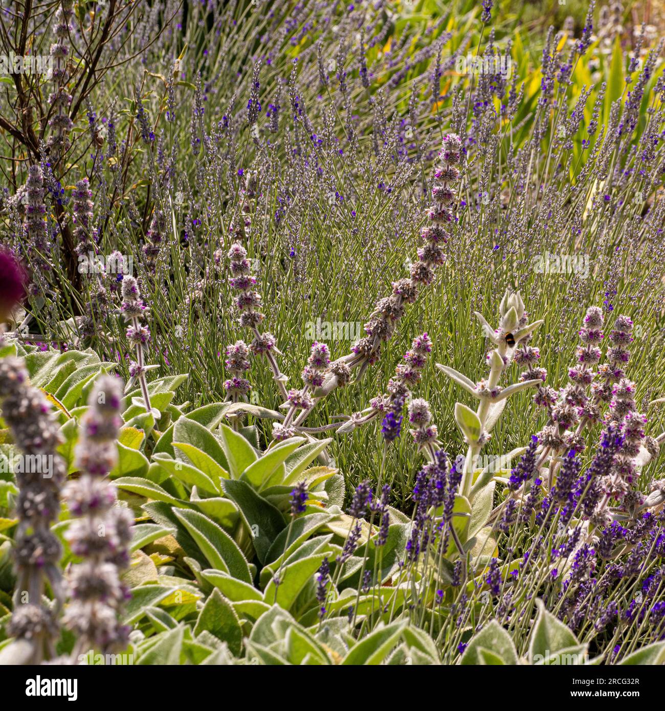 Dark pink flowers on curving stems of Stachys byzantina and the purple ...