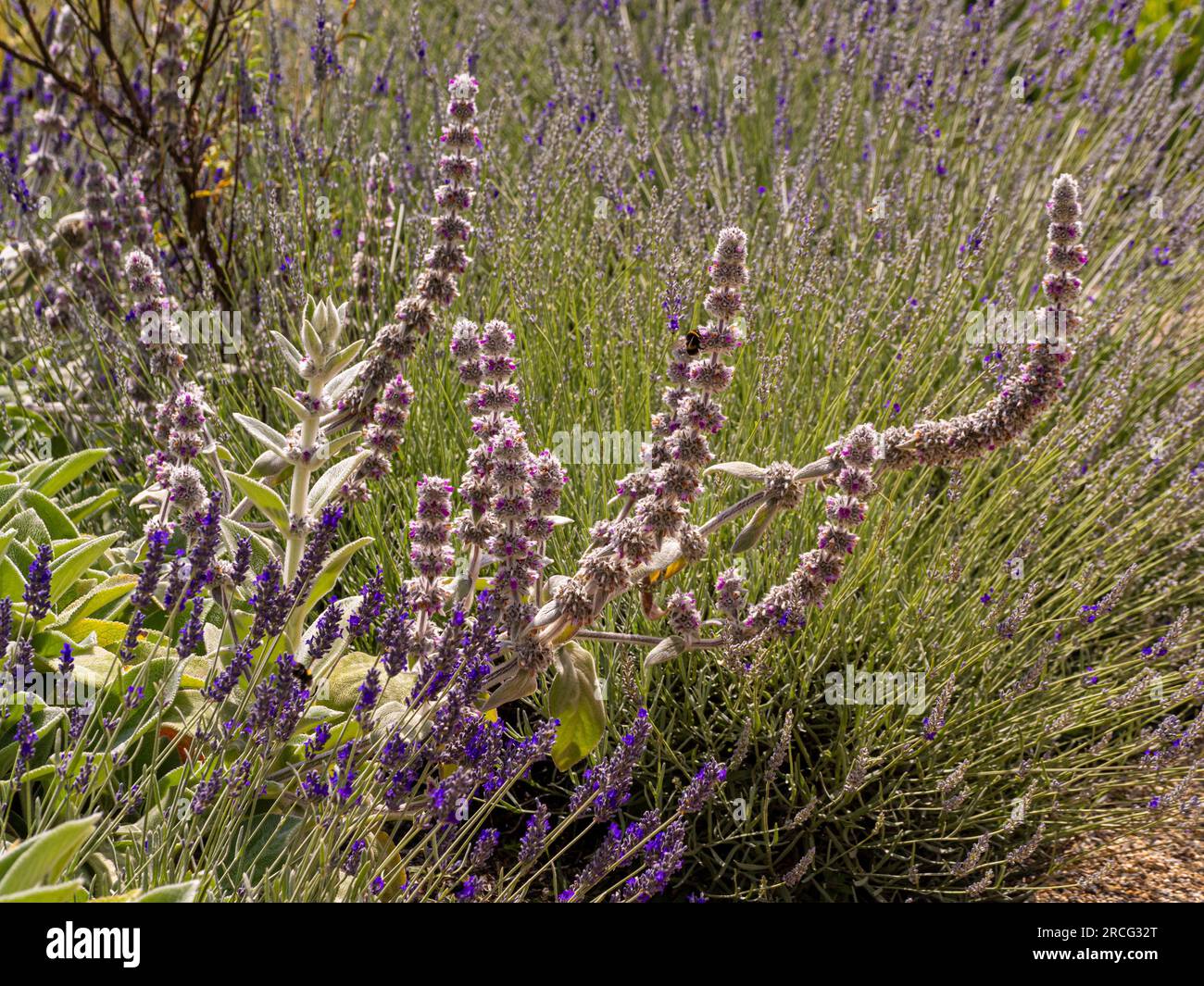 Dark pink flowers on curving stems of Stachys byzantina and the purple ...