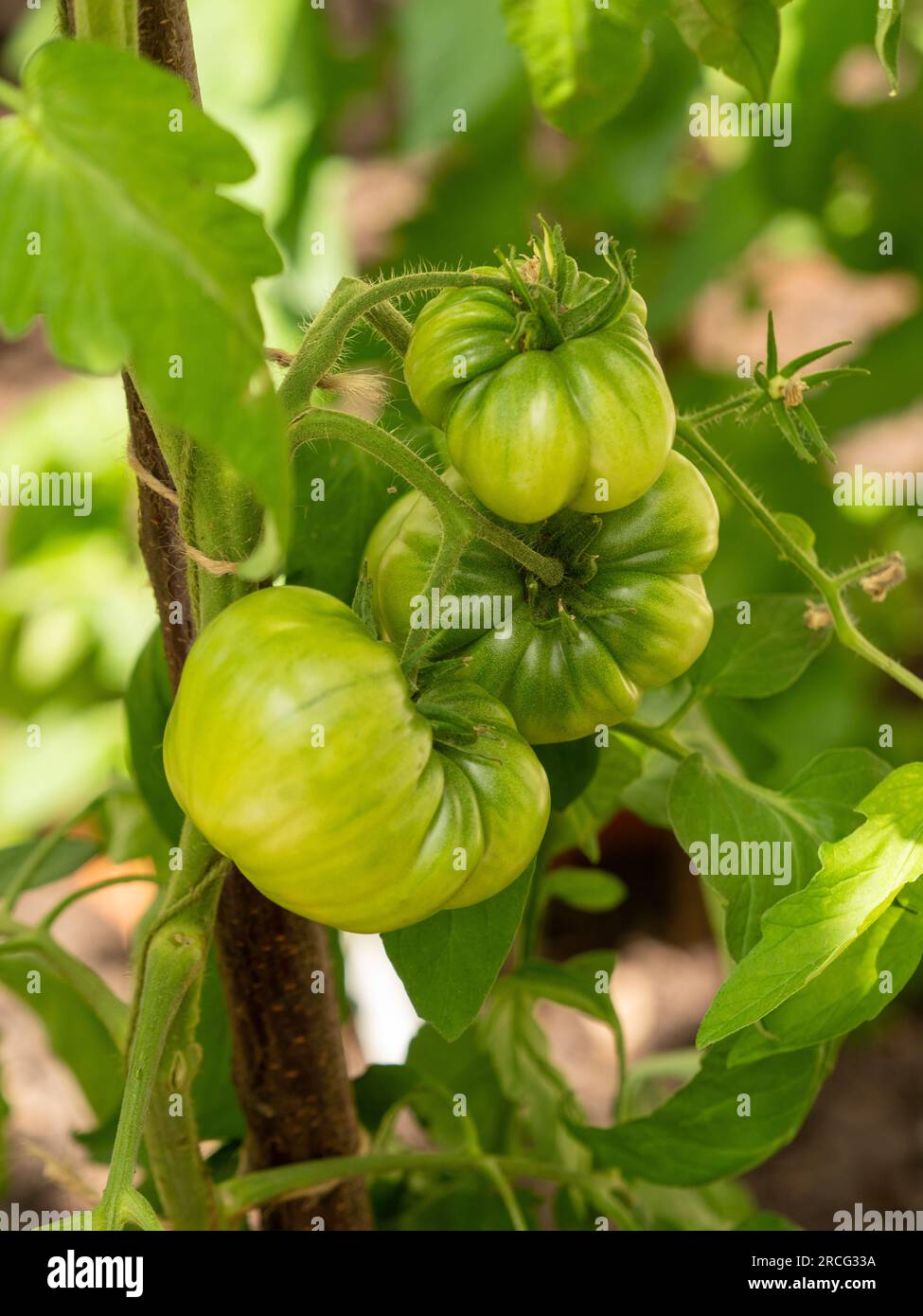Green developing fruit of Tomato Gigantomo growing in a greenhouse ...