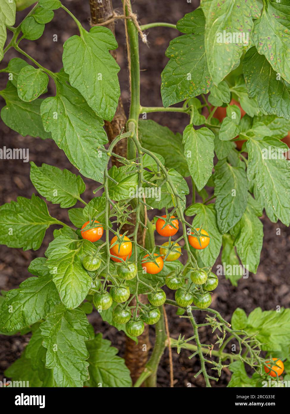 Cherry tomatoes ripening on the vine inside a UK greenhouse Stock Photo ...