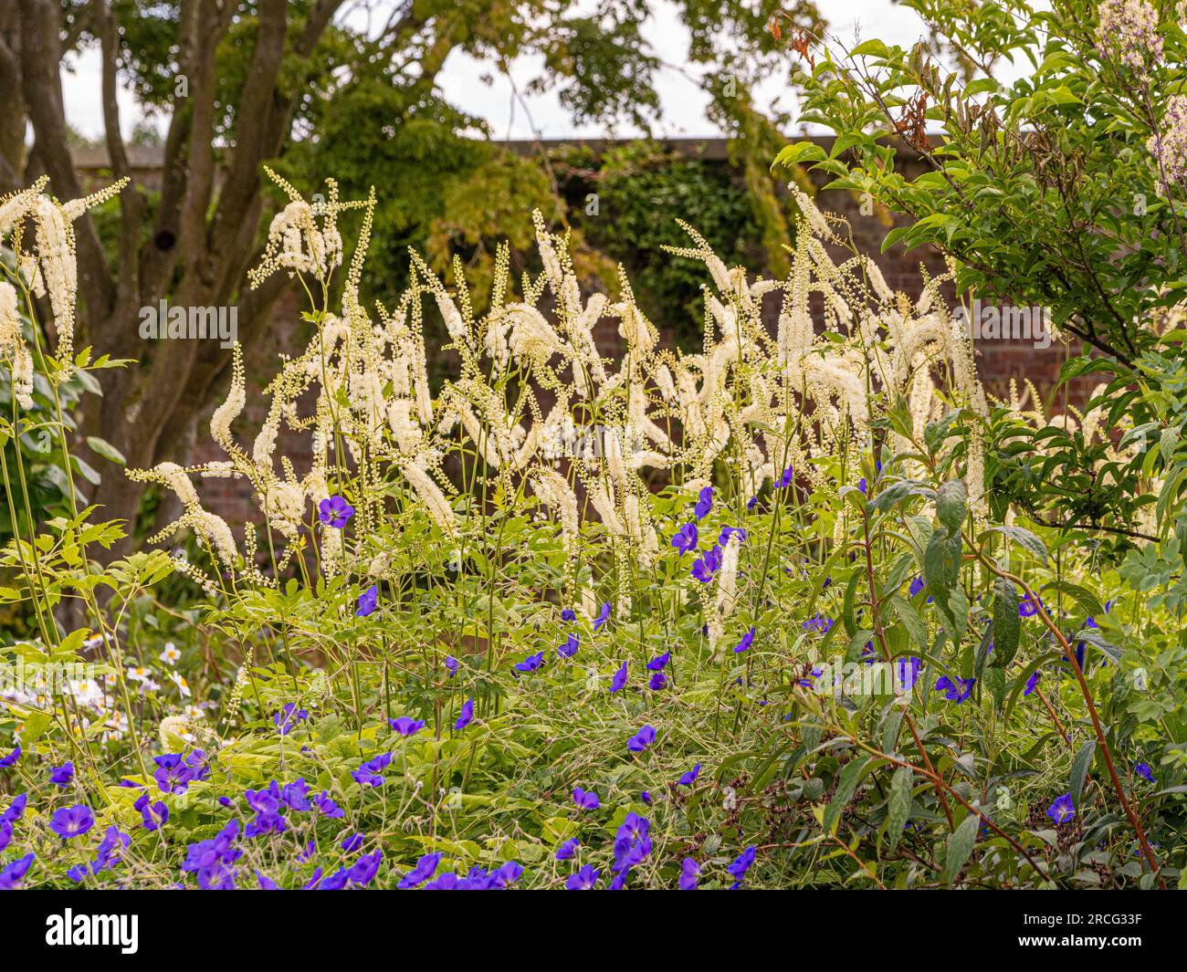 Black cohosh growing hi-res stock photography and images - Alamy