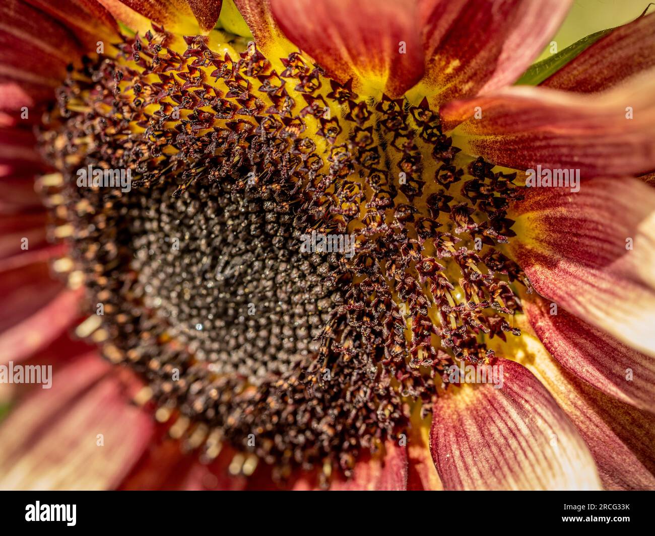 Close-up of the dark pinky red flower of Helianthus annuus 'Ms Mars ...
