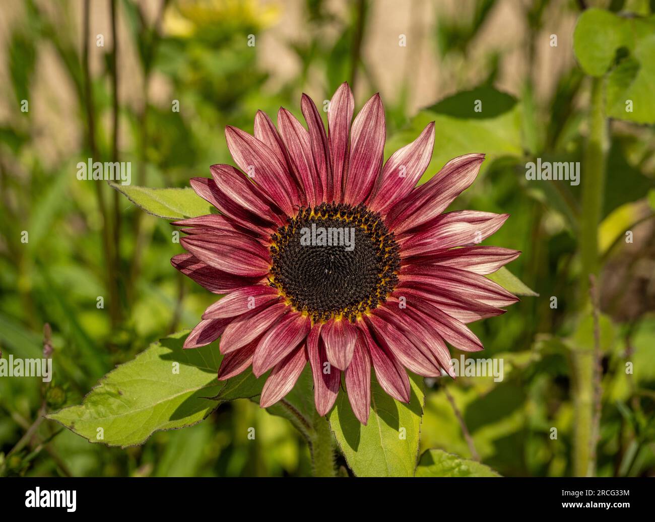 Close-up of the dark pinky red flower of Helianthus annuus 'Ms Mars ...