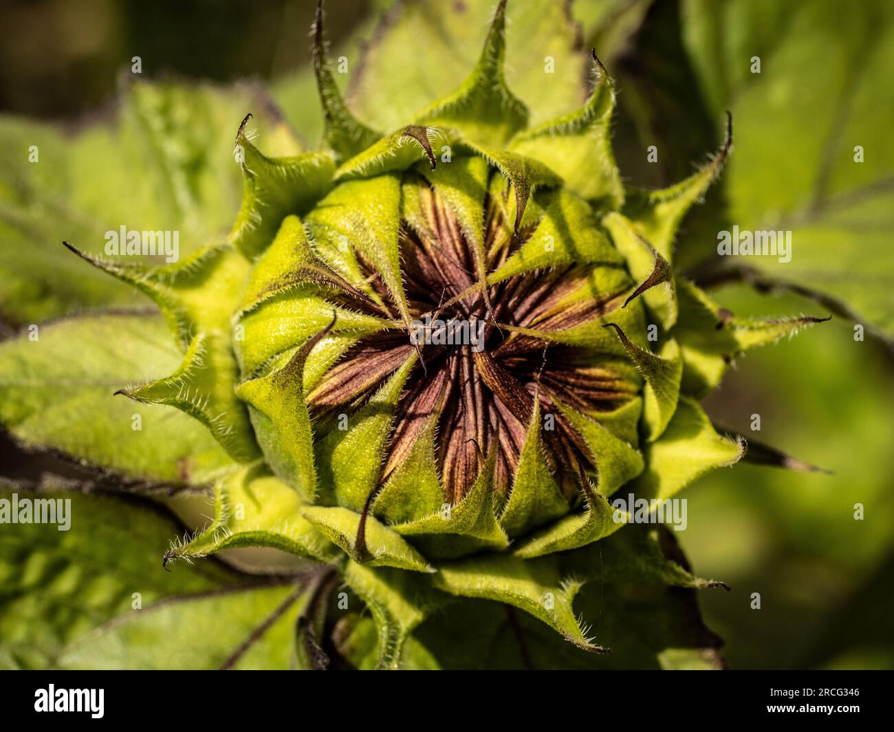 Helianthus sunflower hi-res stock photography and images - Alamy