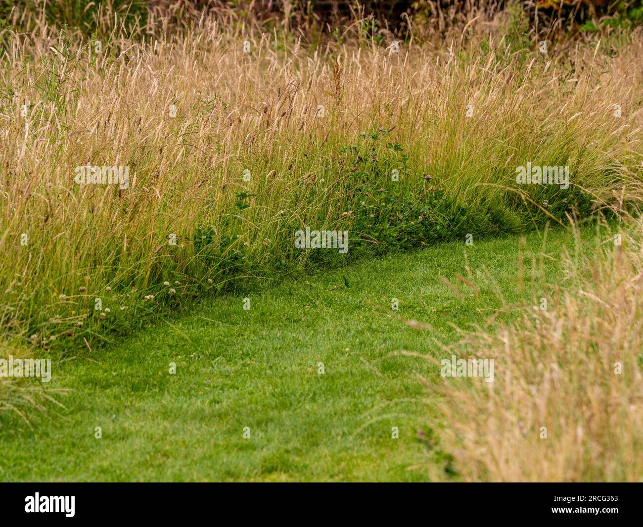 Mown grass path in a rewilded garden Stock Photo - Alamy