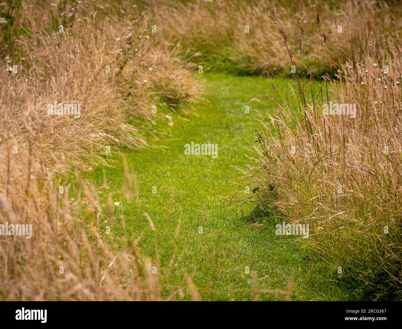 Mown grass hi-res stock photography and images - Alamy