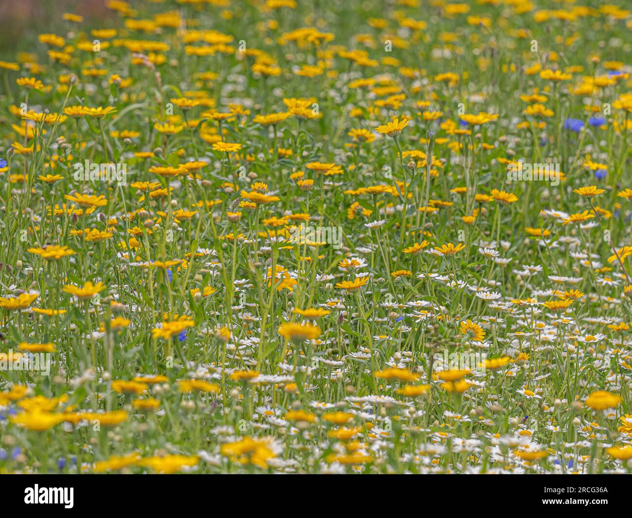 England planting flowers meadow hi-res stock photography and images - Alamy