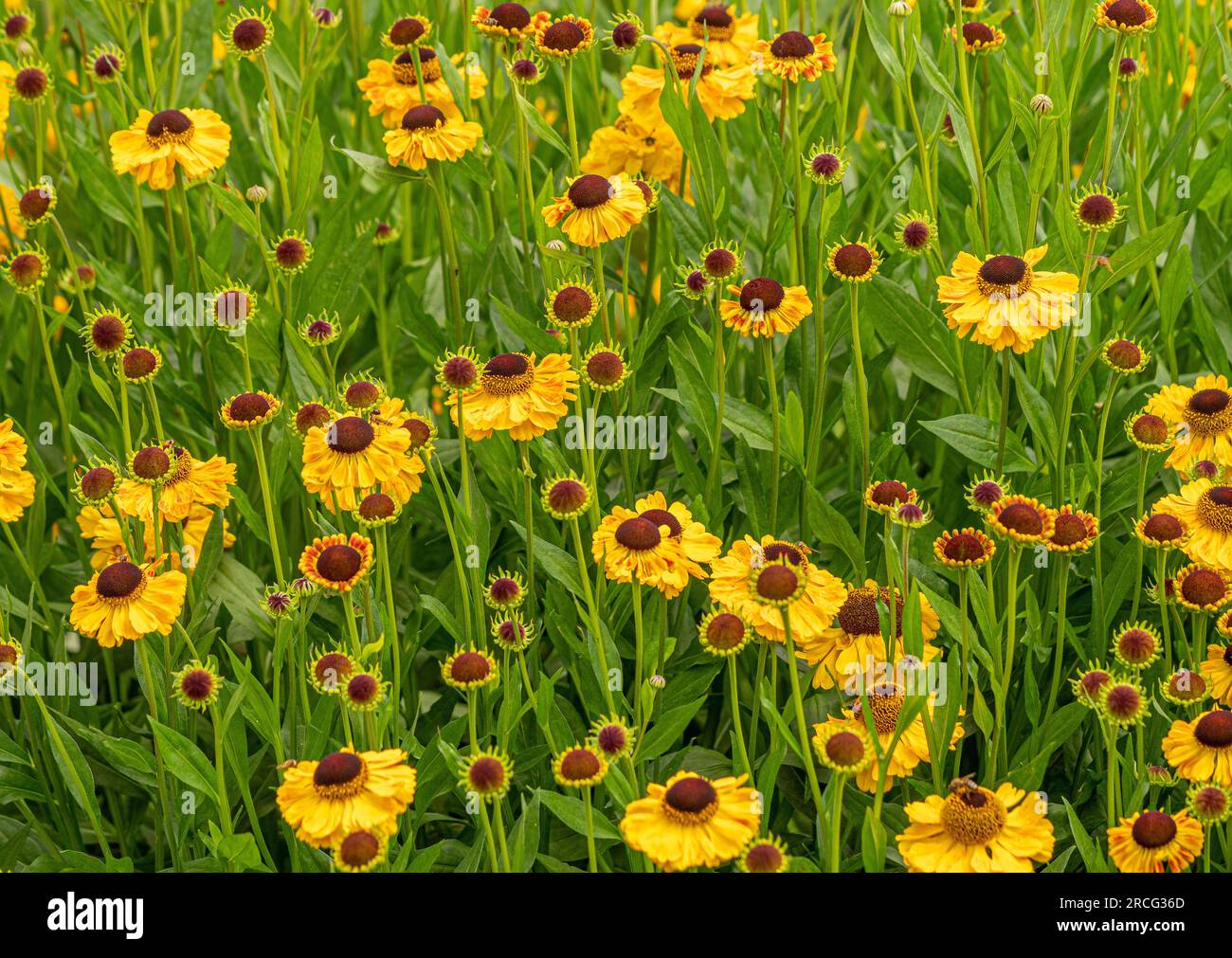 Yellow tinged with orange flowers of Helenium 'El Dorado' commonly ...
