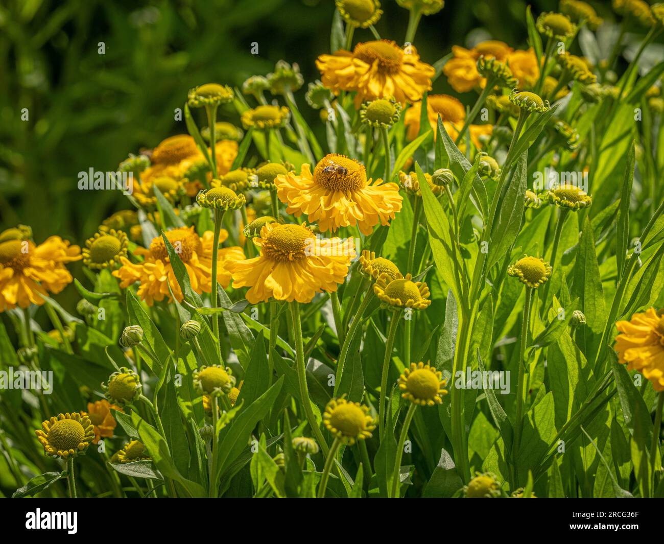 Yellow flowers of Helenium 'Double Trouble' growing in a garden, in ...