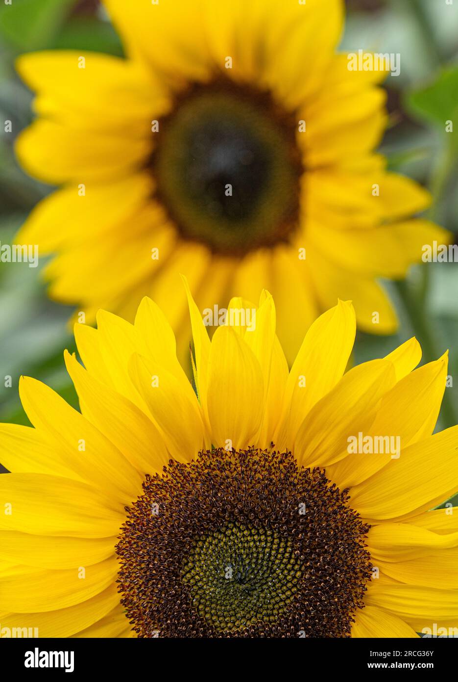 Disk of sunflower hi-res stock photography and images - Alamy