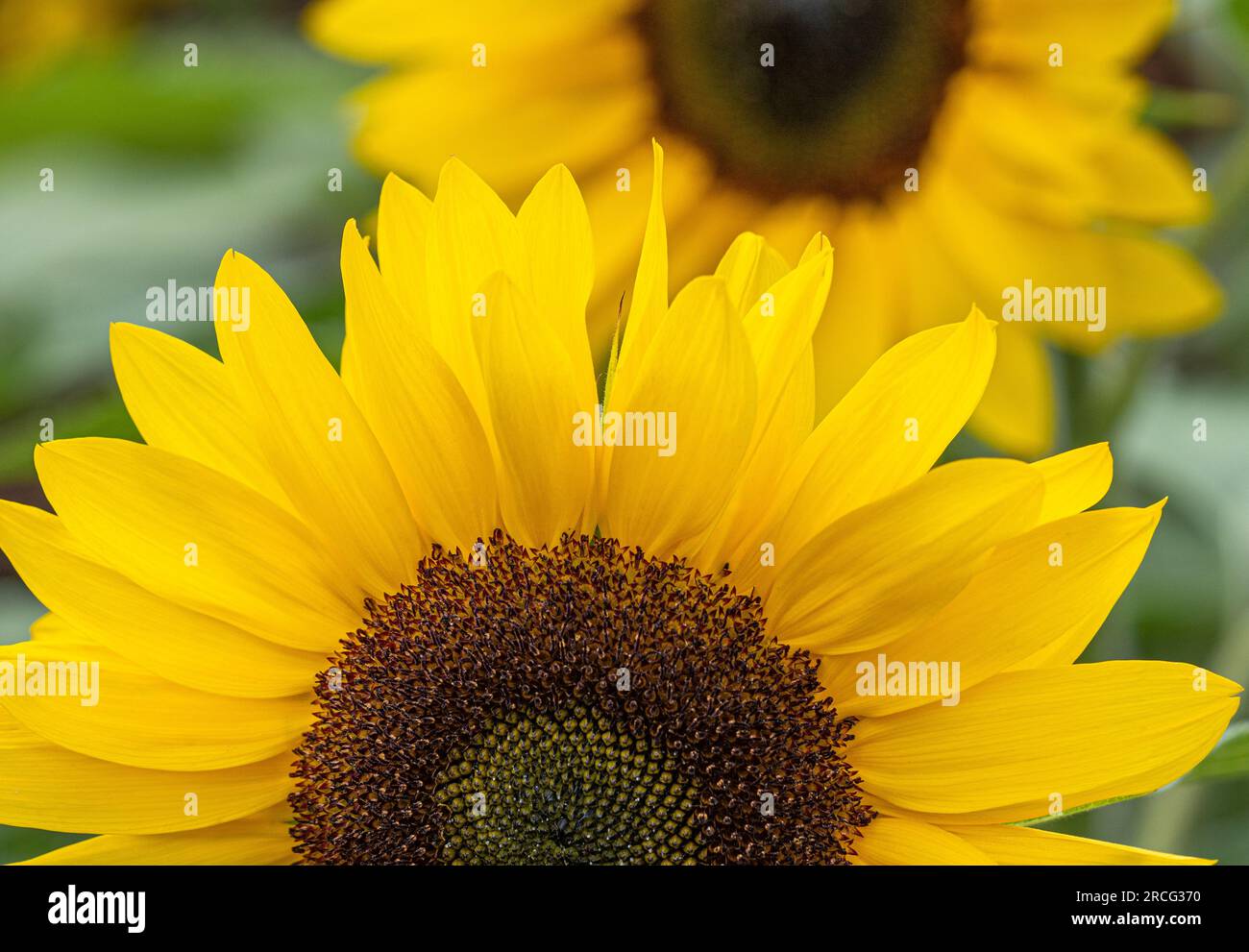 Disk of sunflower hi-res stock photography and images - Alamy