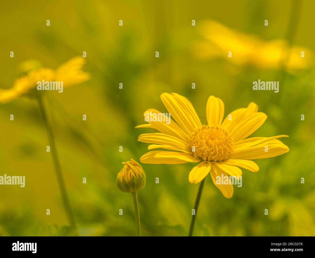 Close up plant in sun hi-res stock photography and images - Alamy