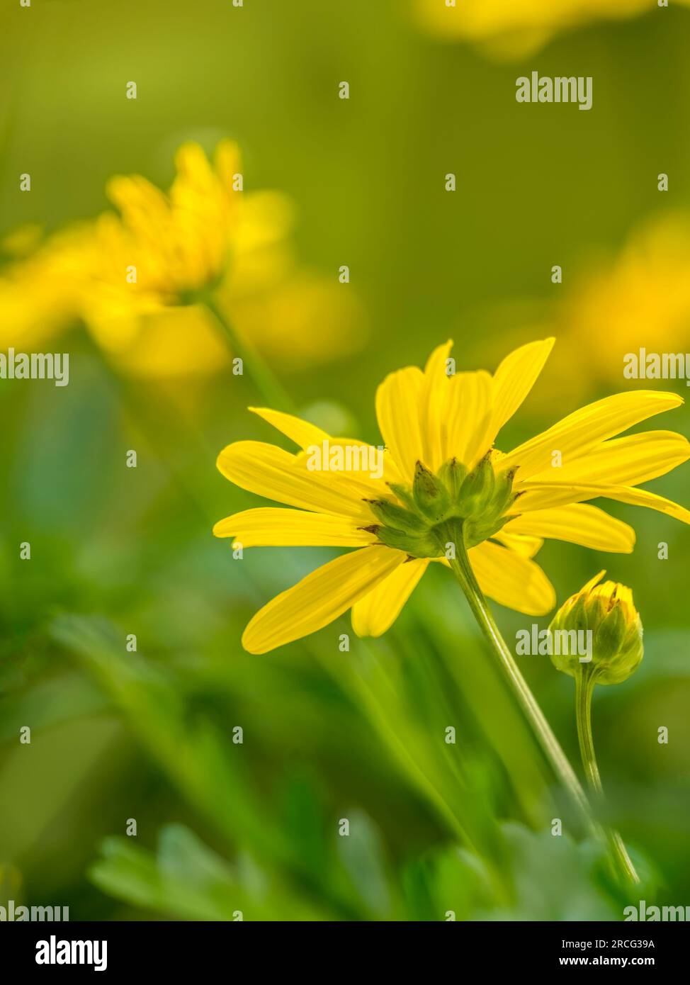 Close up plant in sun hi-res stock photography and images - Alamy
