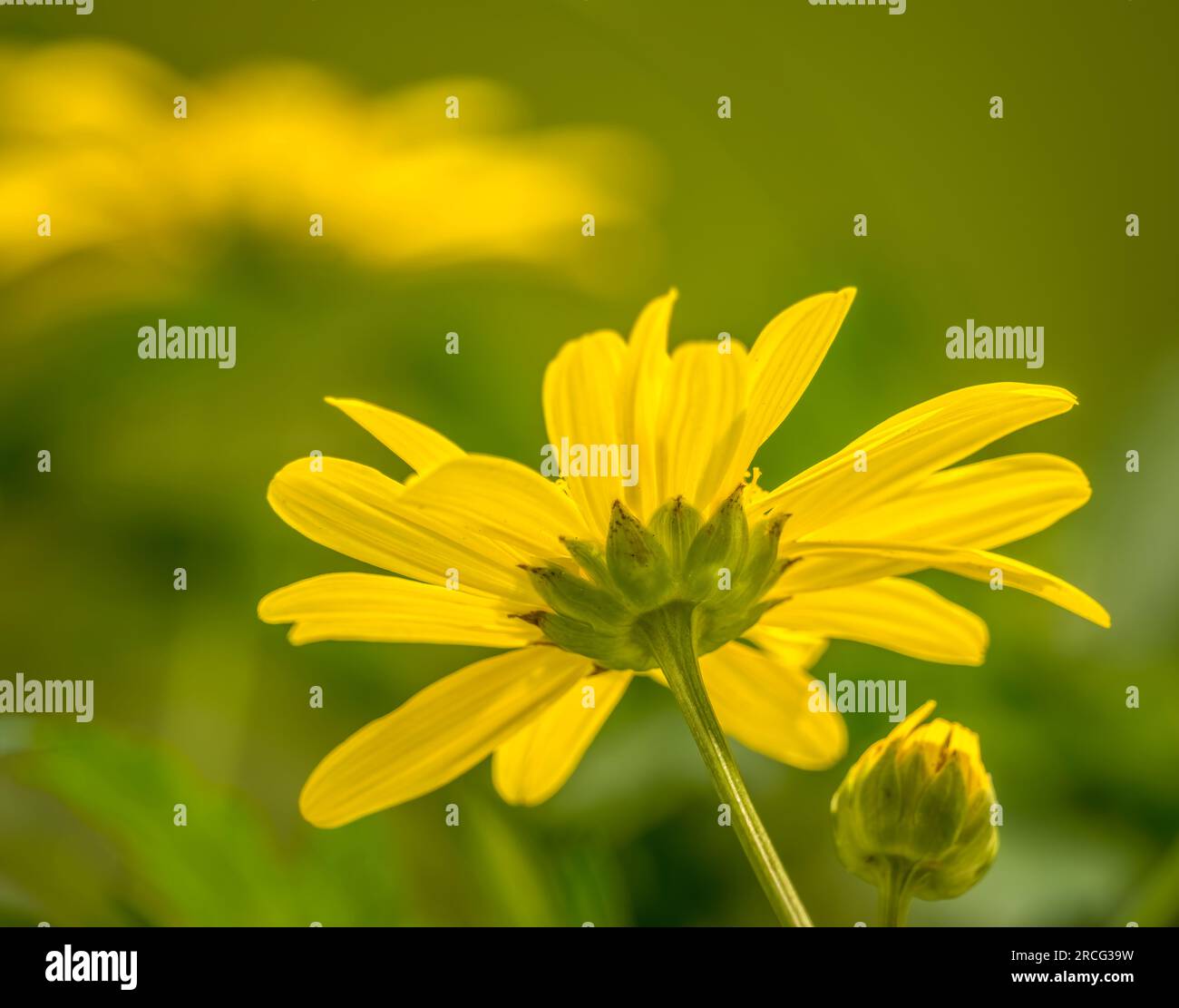 Close up plant in sun hi-res stock photography and images - Alamy