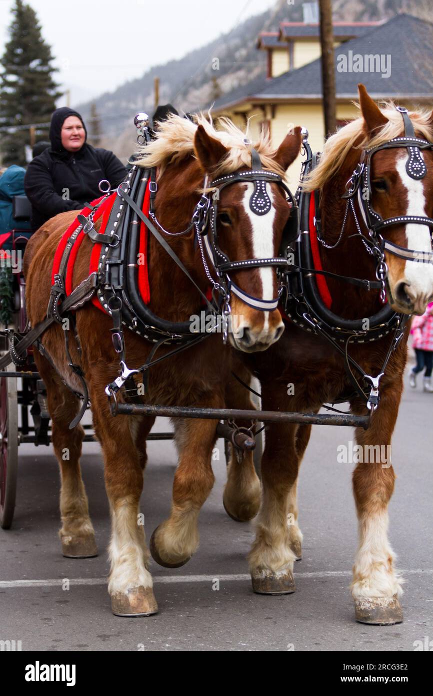 Horse-drawn wagon ride Stock Photo - Alamy