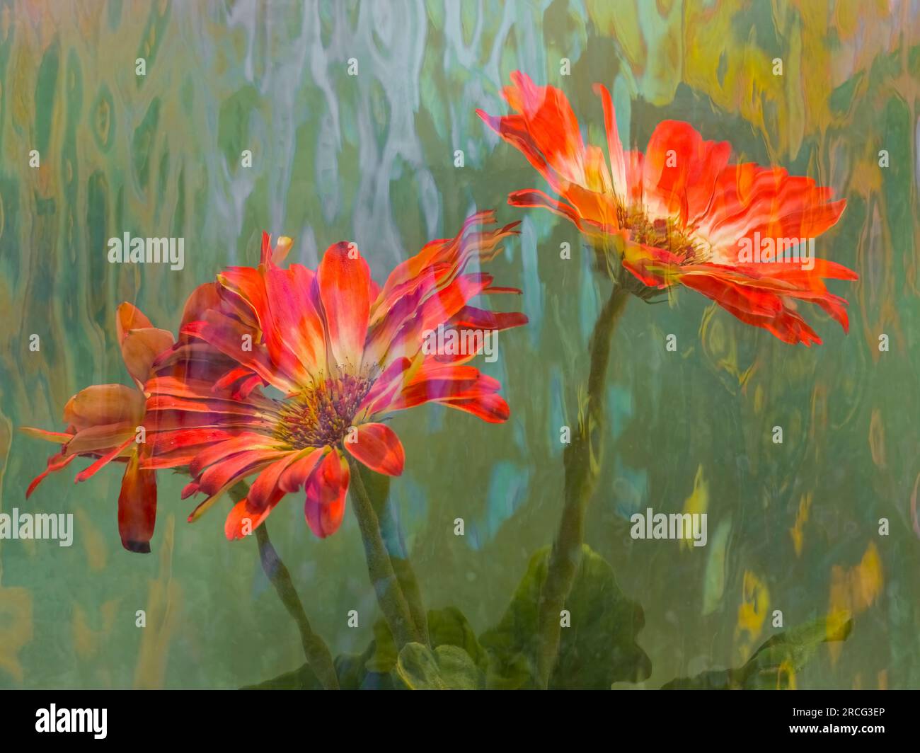 Gerbera plant hi-res stock photography and images - Alamy