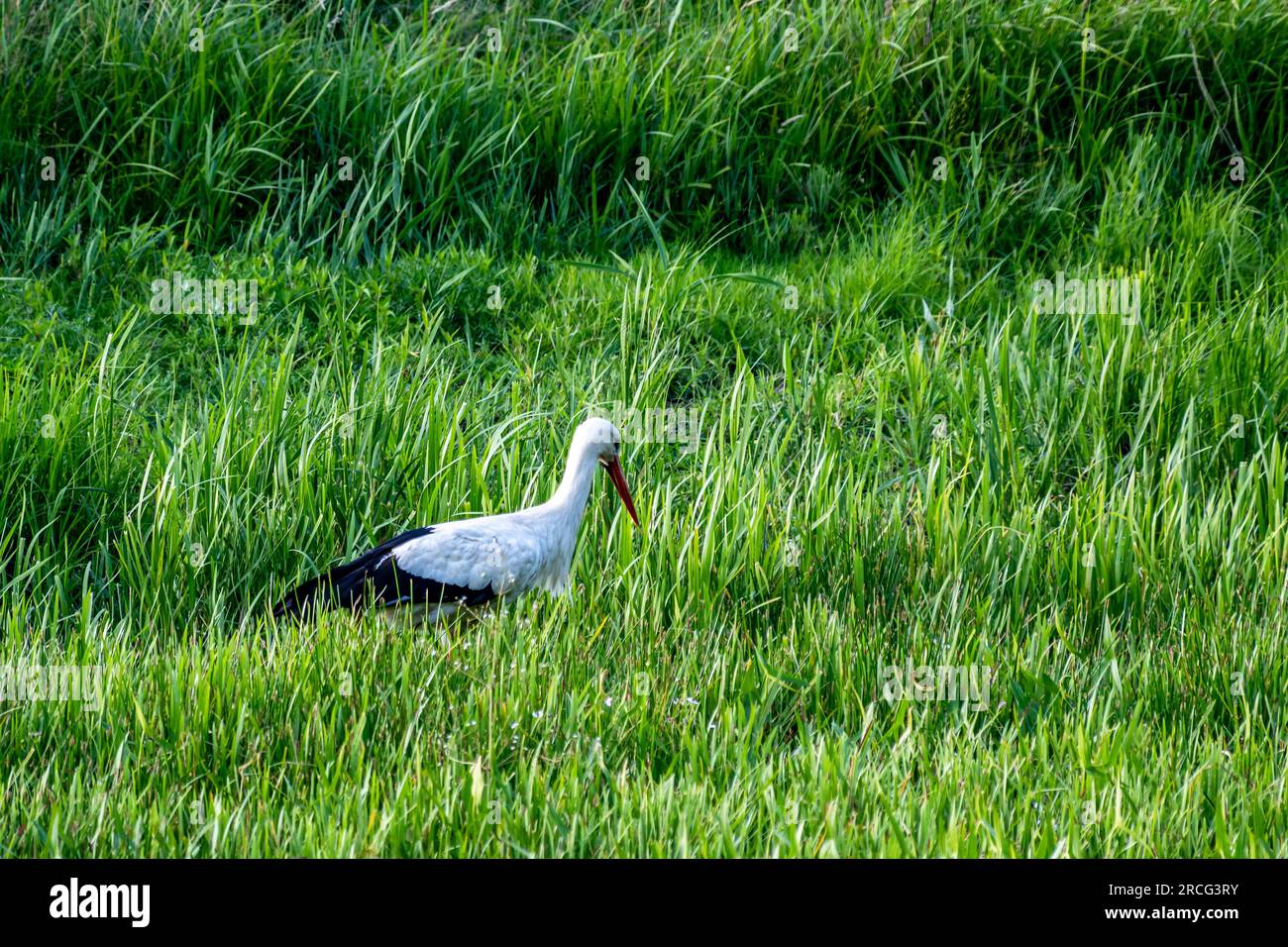 White stork green hi-res stock photography and images - Alamy