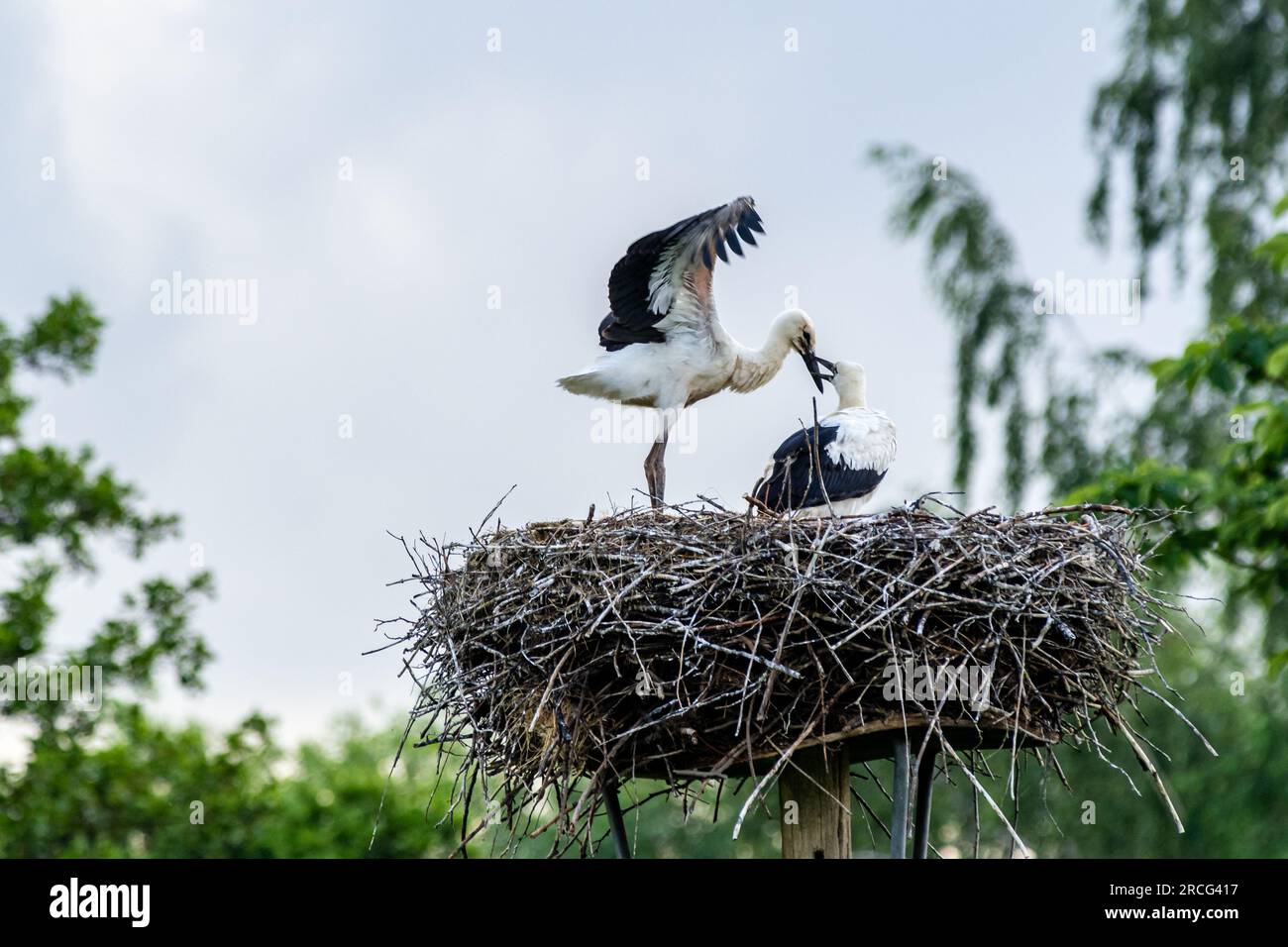 closeup of a stork's nest with young storks inside Stock Photo - Alamy