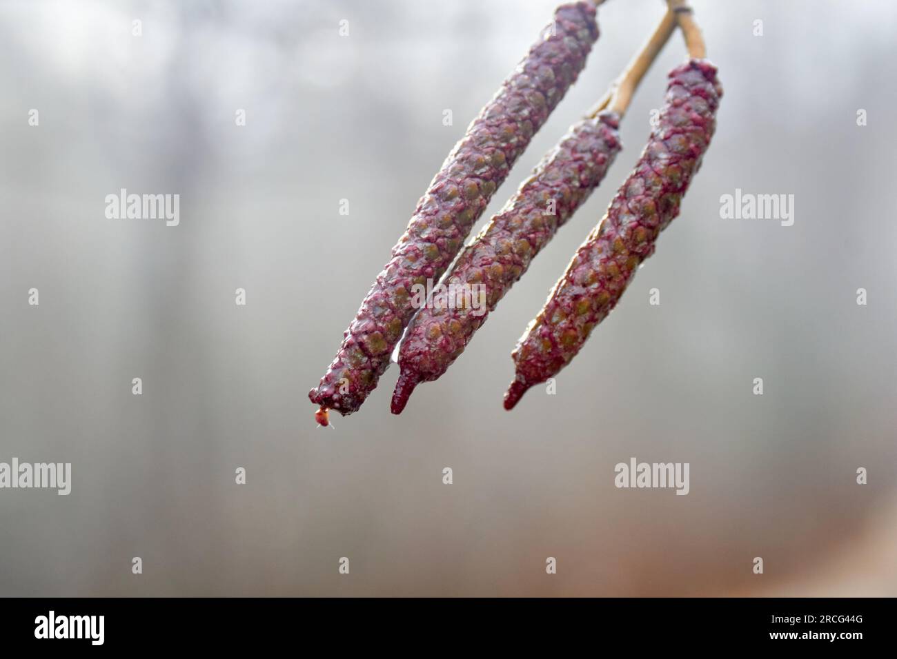 Pink catkin hi-res stock photography and images - Alamy