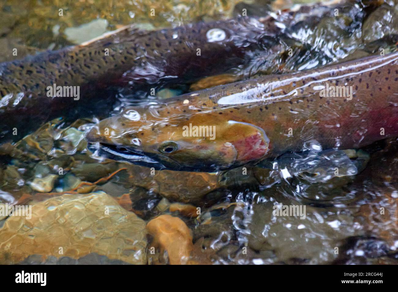 Two fish are swimming in a stream Stock Photo - Alamy